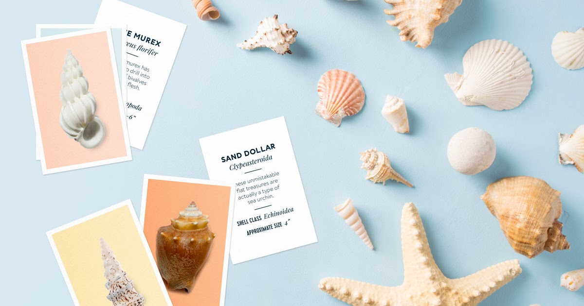 LeroyLime: Printable Seashell Flashcards & Scavenger Hunt