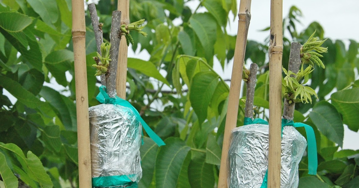 Northern Pecans: The mystery of pecan grafting