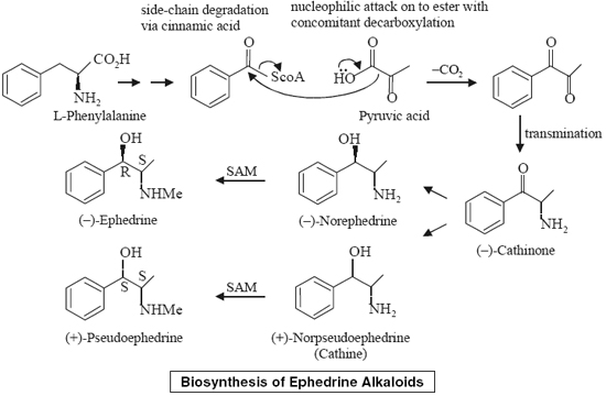 Ephedrine-Ephedra vulgaris, Ephedra sinica, Ephedra equisetina