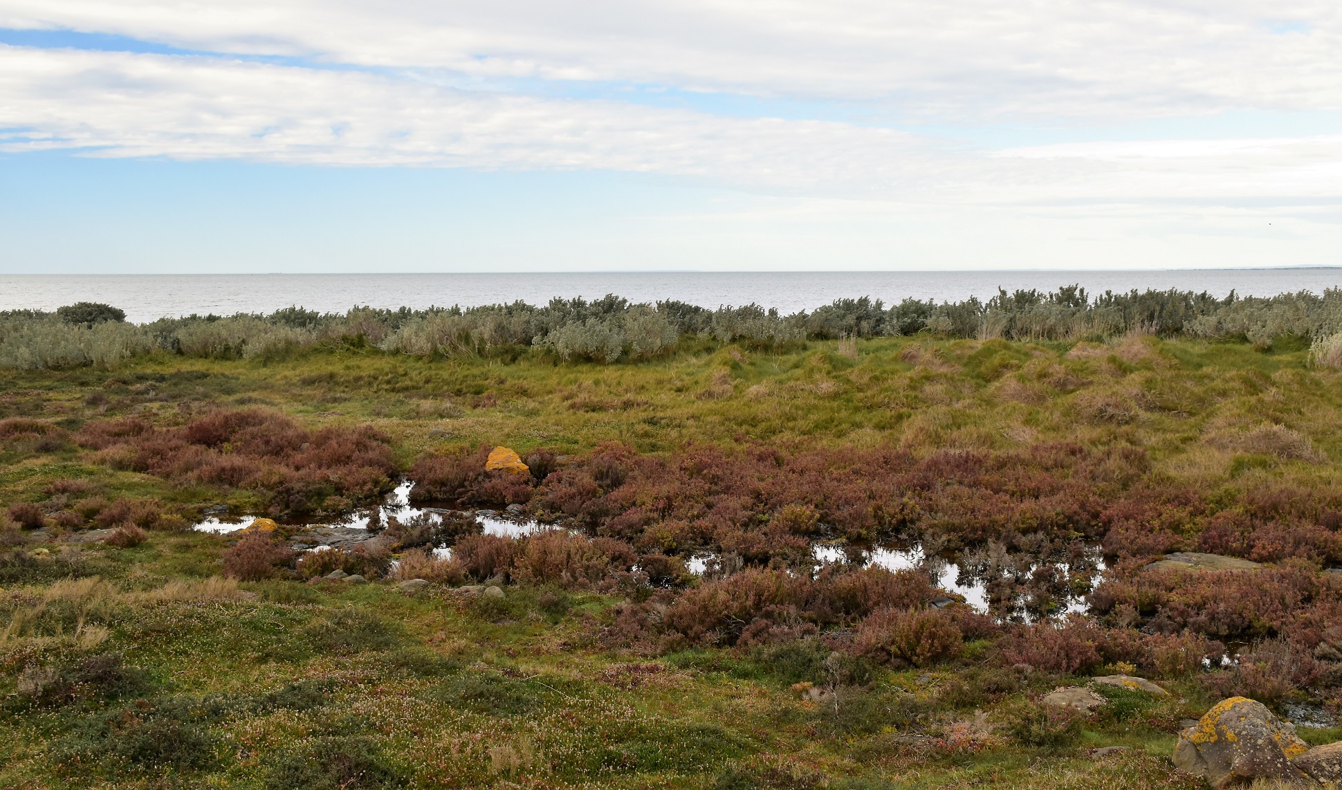 Goin' Feral One Day At A Time: Kirk Point Walk - July 2021