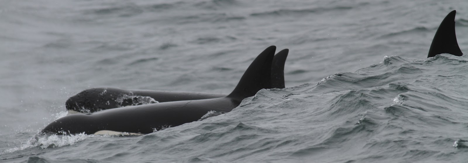 Too Photos A Day: Furry Orcas