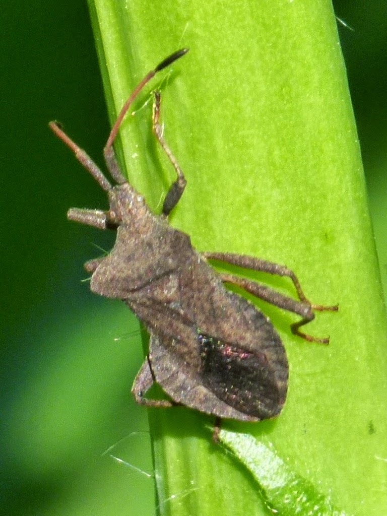 Faune Flore d'Ul: Punaises- Hétéroptères