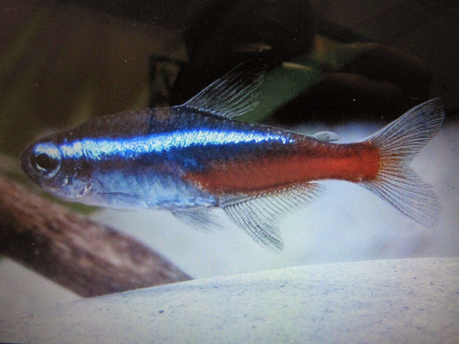 BANIAK: RYBY AKWARIOWE