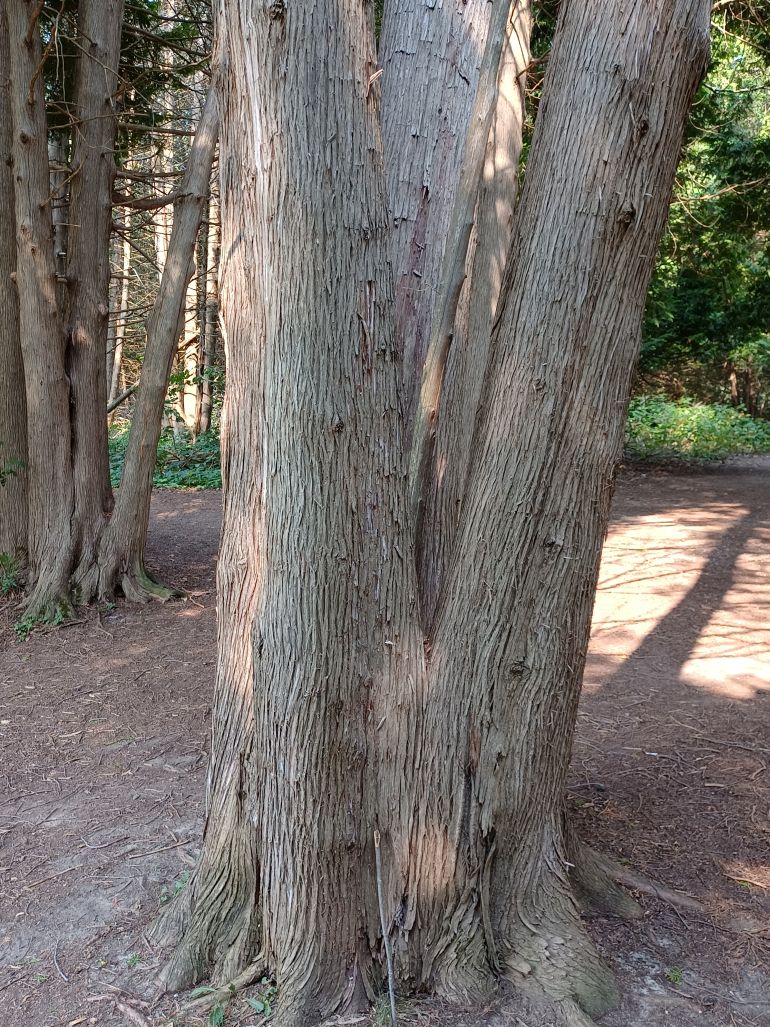 Future Plants by Randy Stewart: Thuja - Arborvitaes