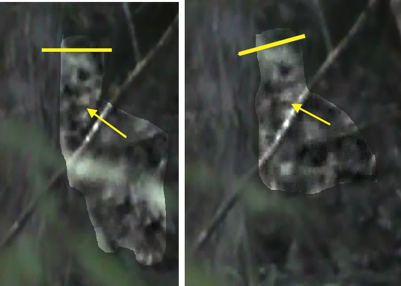 The Bigfoot Field Journal: Bigfoot Photographs and Sketches