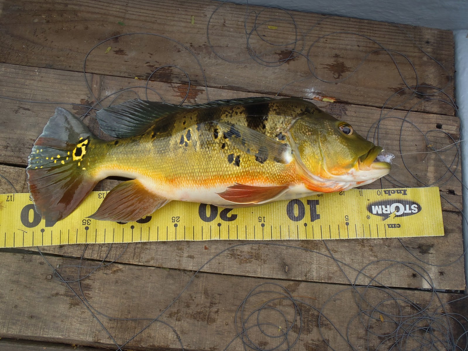 Fishing XPDC: Peacock Bass Tasik Puchong Prima (Landbase vs Boating)