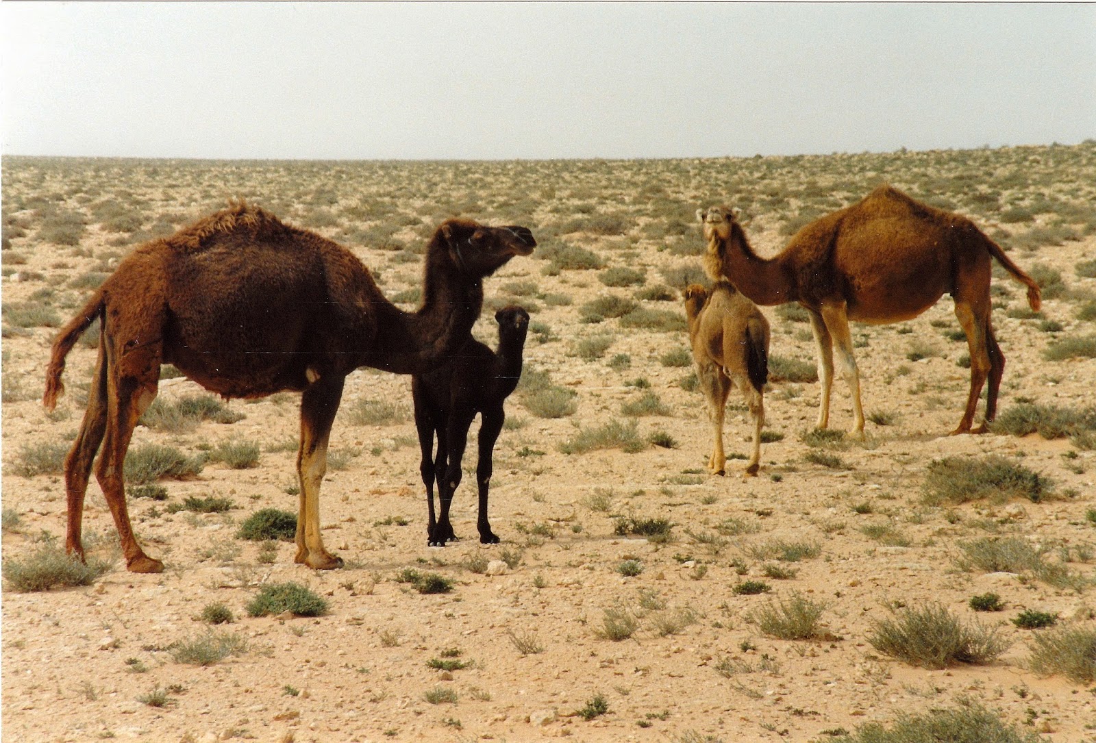 Kameler i Western Desert, Egypt 07.04.92. Dette er dromedarer, men i ...