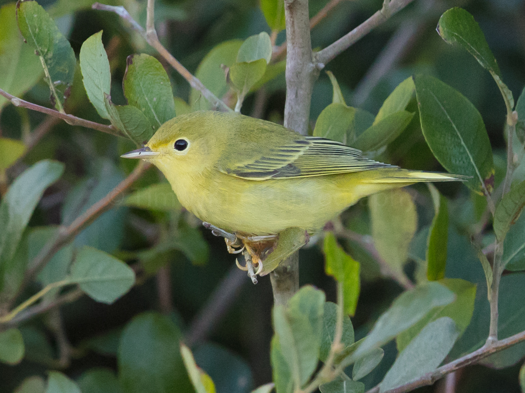 Colyton Wildlife: MEGA: American Yellow Warbler