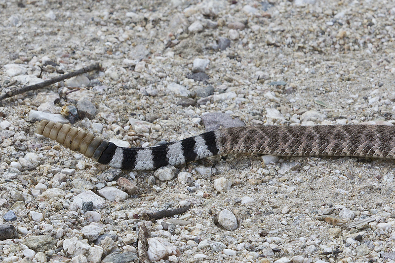 Your Daily Dose of Sabino Canyon: Know your snake tails