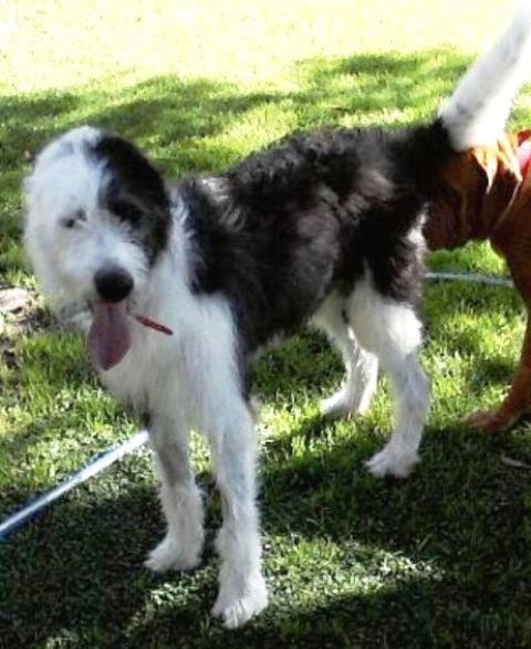 Adoptándonos: Upa, hermoso perro barbincho de tamaño grande en adopción