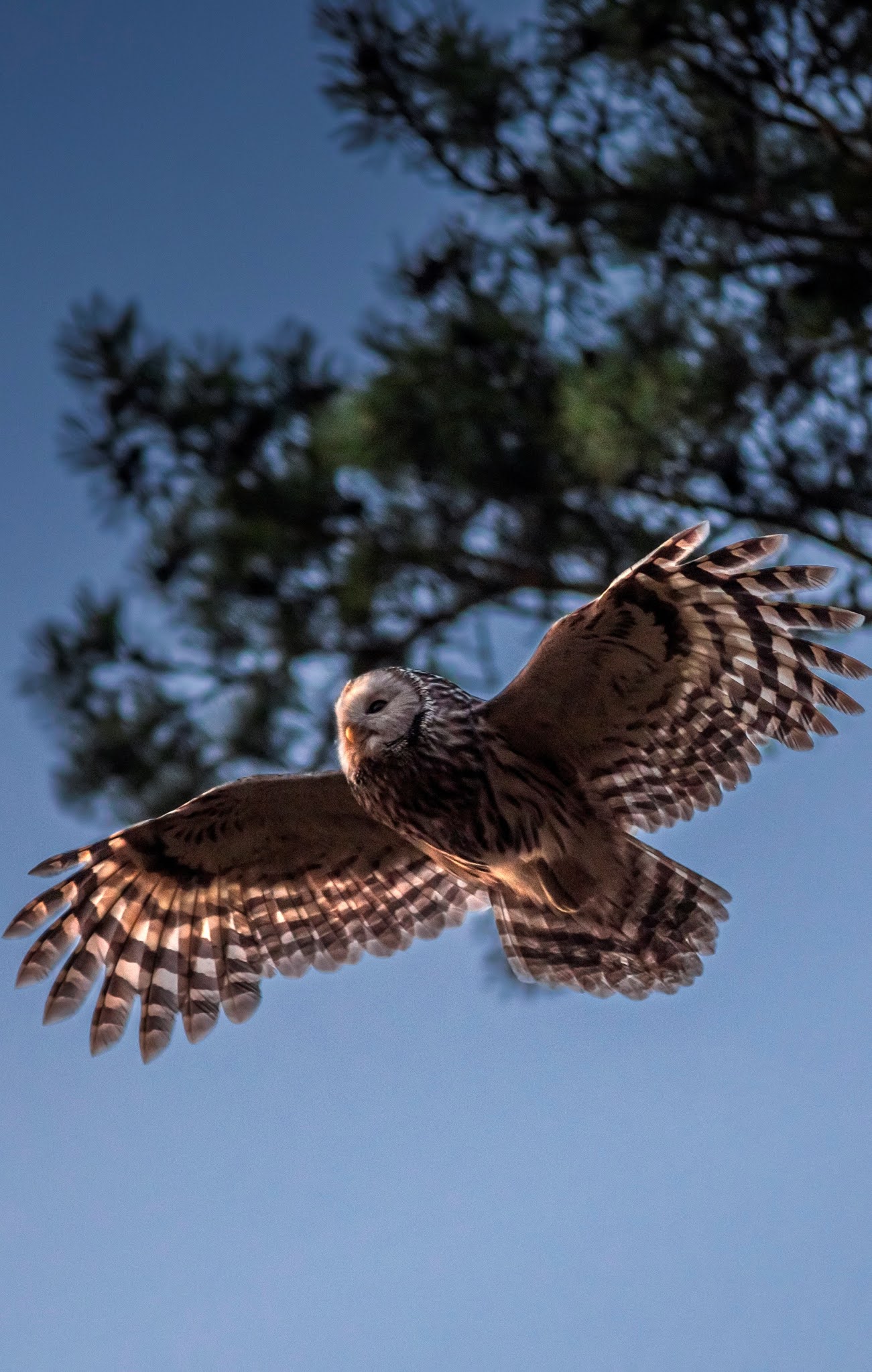 Ural owl in flight - About Wild Animals