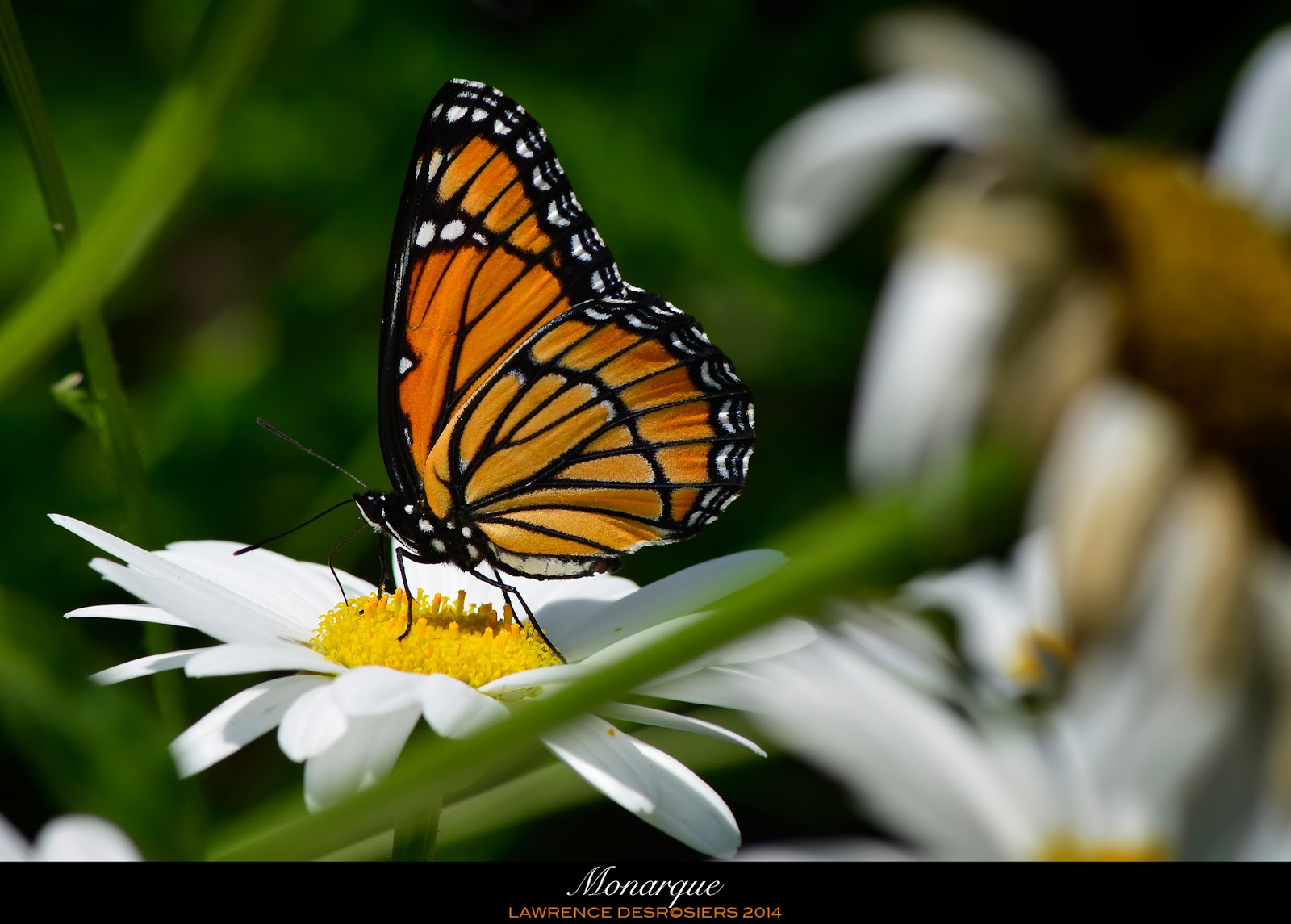 Photos, mots et dessins: Monarque...