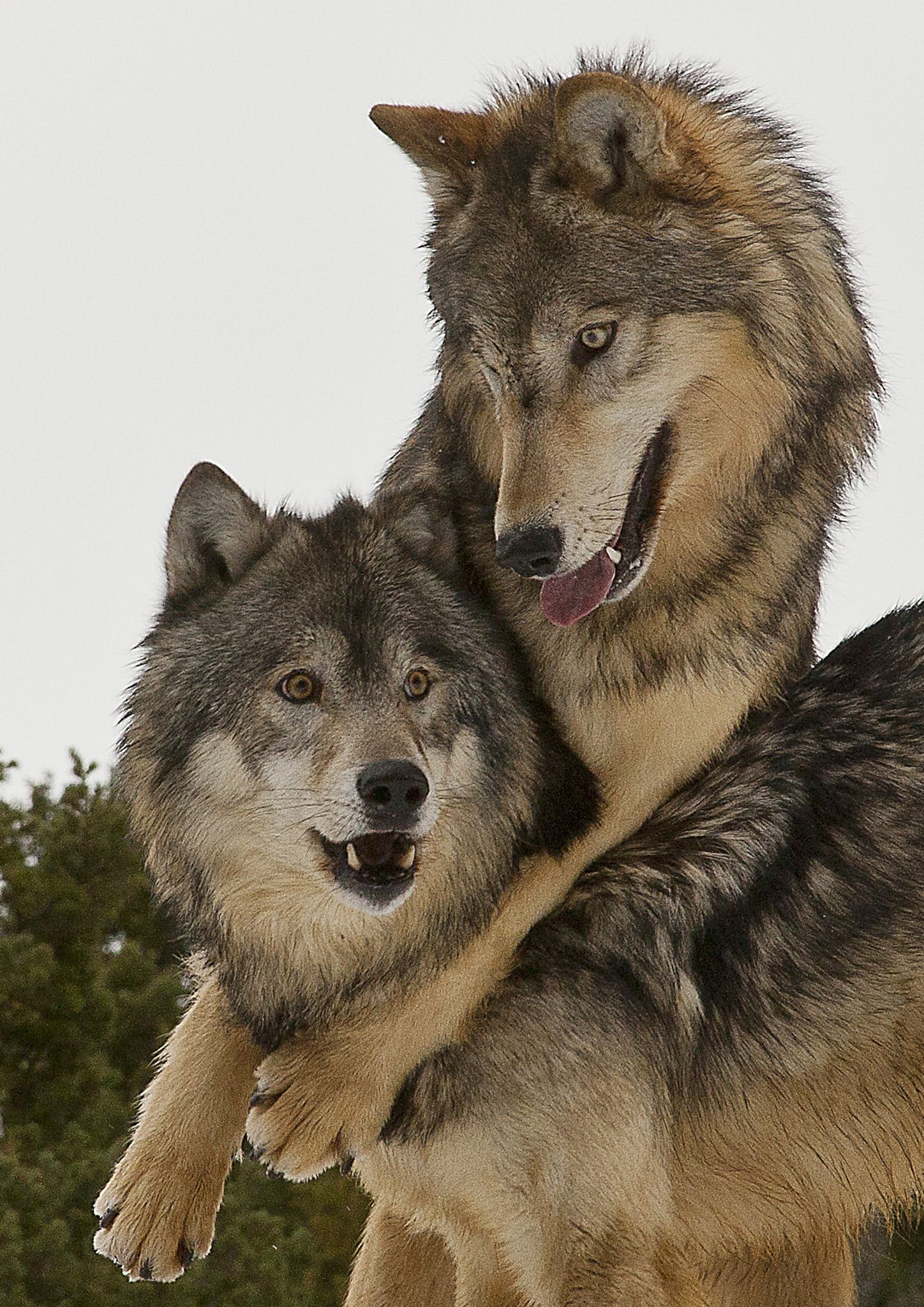 ANIMALS TIME : The 10 cutest wolfs pics (las 10 fotos más tiernas de lobos)