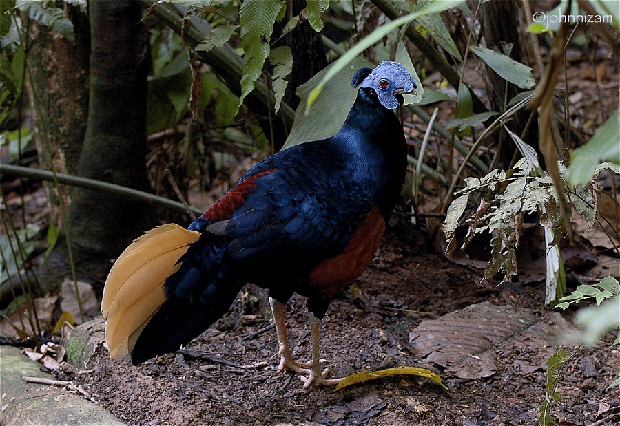 TVL: AVE DA SEMANA - Crested Fireback Pheasant (Faisão)