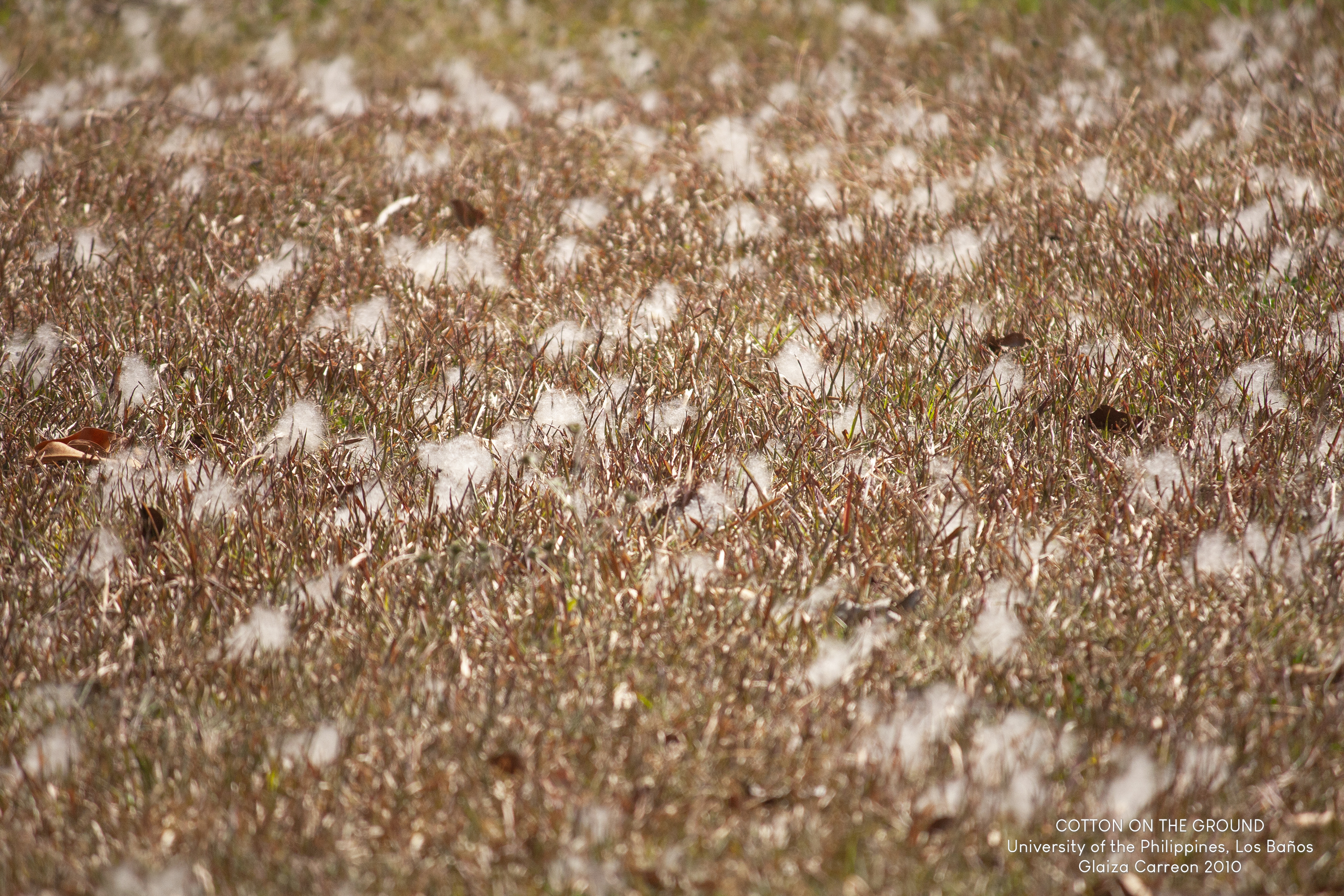 Cotton Tree at UPLB, April 2010