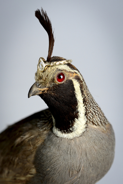 east side bride: Digby & Iona + TAXIDERMY!