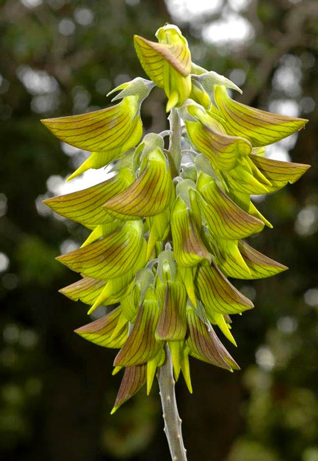 Crotalaria cunninghamii «colibrí verde» - Id Plantae