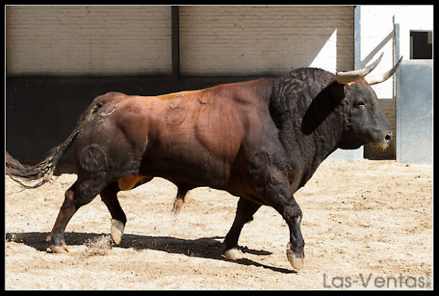 Encastes y castas del toro de lidia: ¿Que es la casta? ¿Y el encaste ...