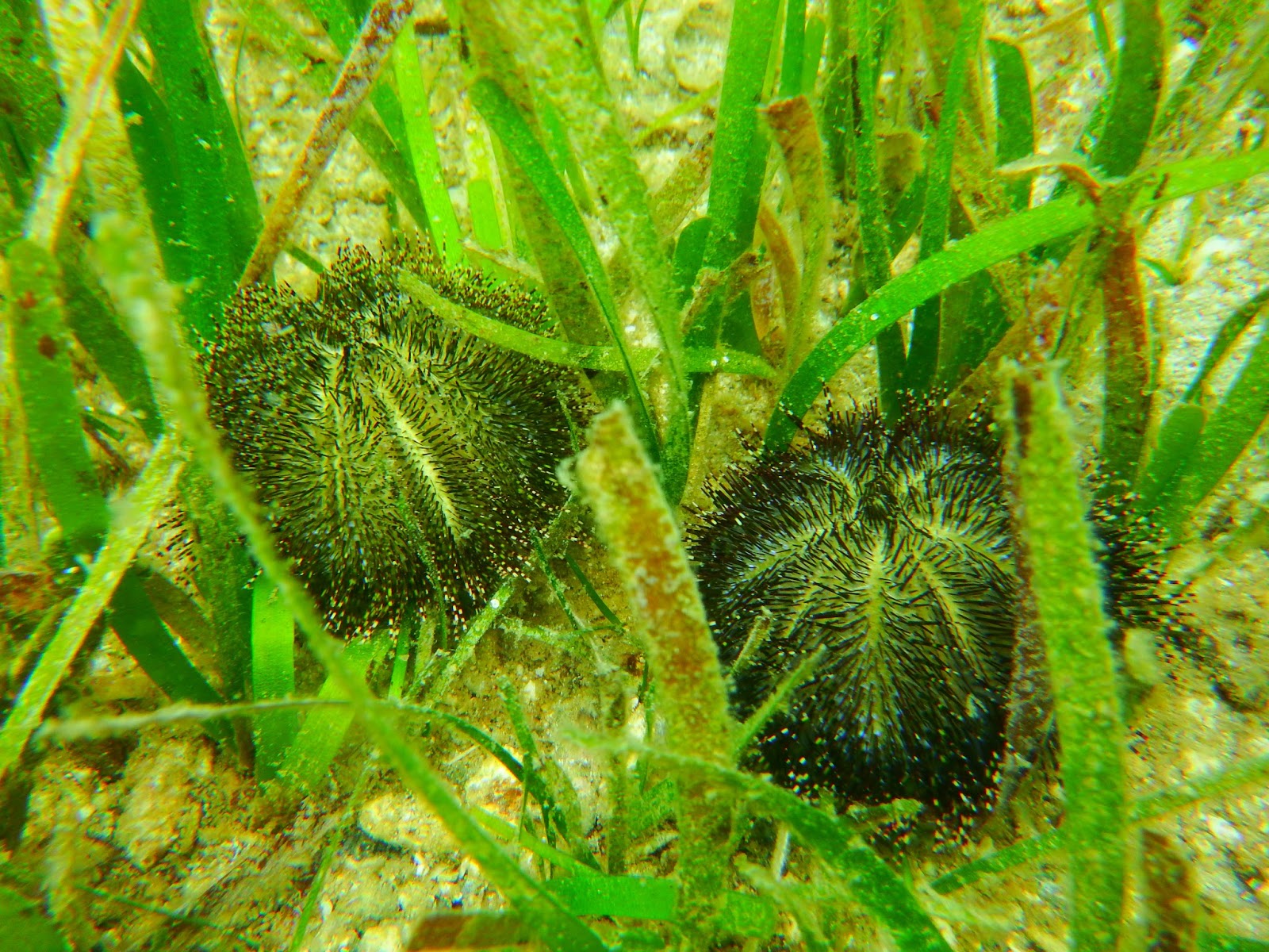 Travel: Exploring Nature: San Salvador & Magalawa Island