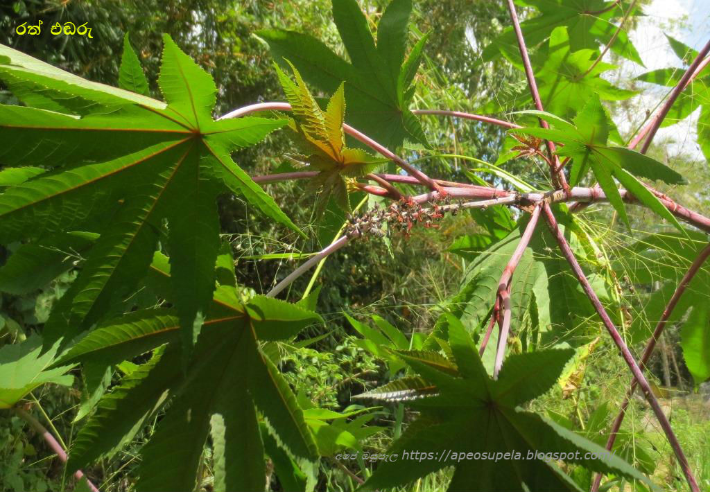 එඬරු [Edaru] (Ricinus communis) ~ අපේ ඔසුපැළ Medicinal Plants of Sri Lanka