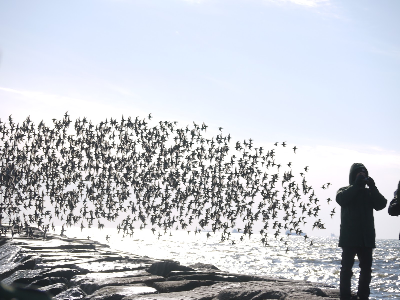 Frogma: Dunlin Murmuration, Jones Beach, 1/26/2019