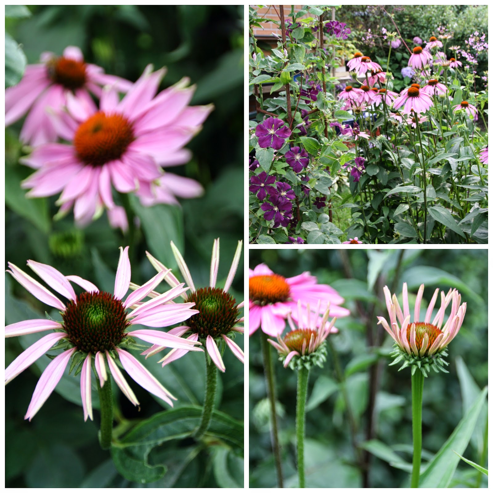 Frk. Anemone: SOLhat & SOLsikke