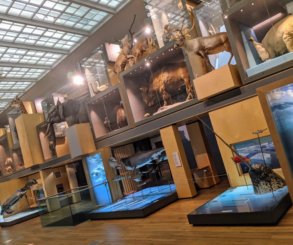 Great North Museum : Hancock - Visitors Guide | North East Family Fun