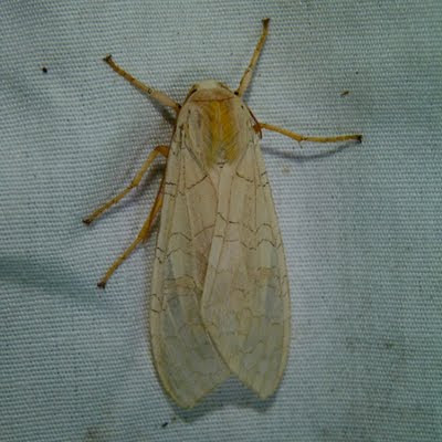Dendroica: Highlights from East Brunswick's Moth Night