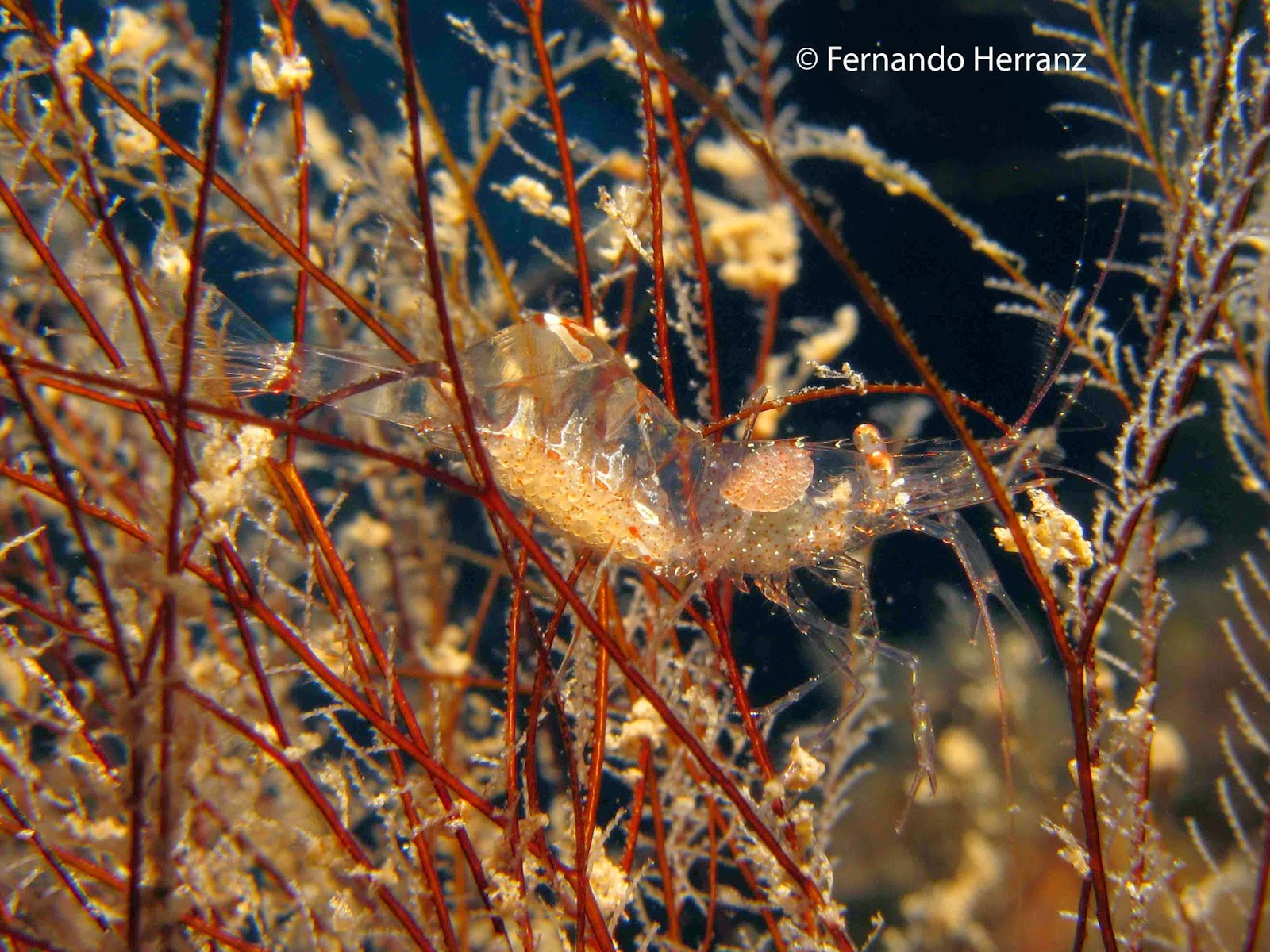 APRENDE y DISFRUTA con las CIENCIAS NATURALES: CAMARÓN DE ANÉMONA