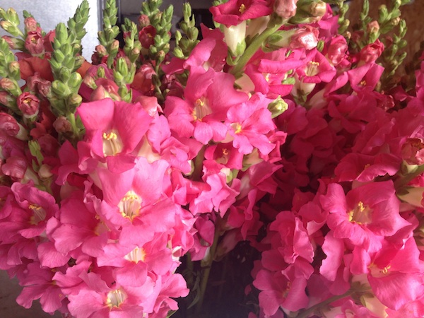 Bindweed Farm: Fresh Cuts: May 20