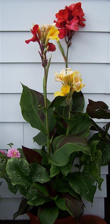 Perennial Passion: The Most Unique Canna I Own