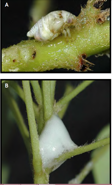 ENTOMOLOGÍA AGRÍCOLA