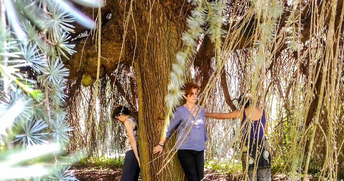 A la rencontre des arbres et de vos ressentis : Atelier dimanche 23 ...