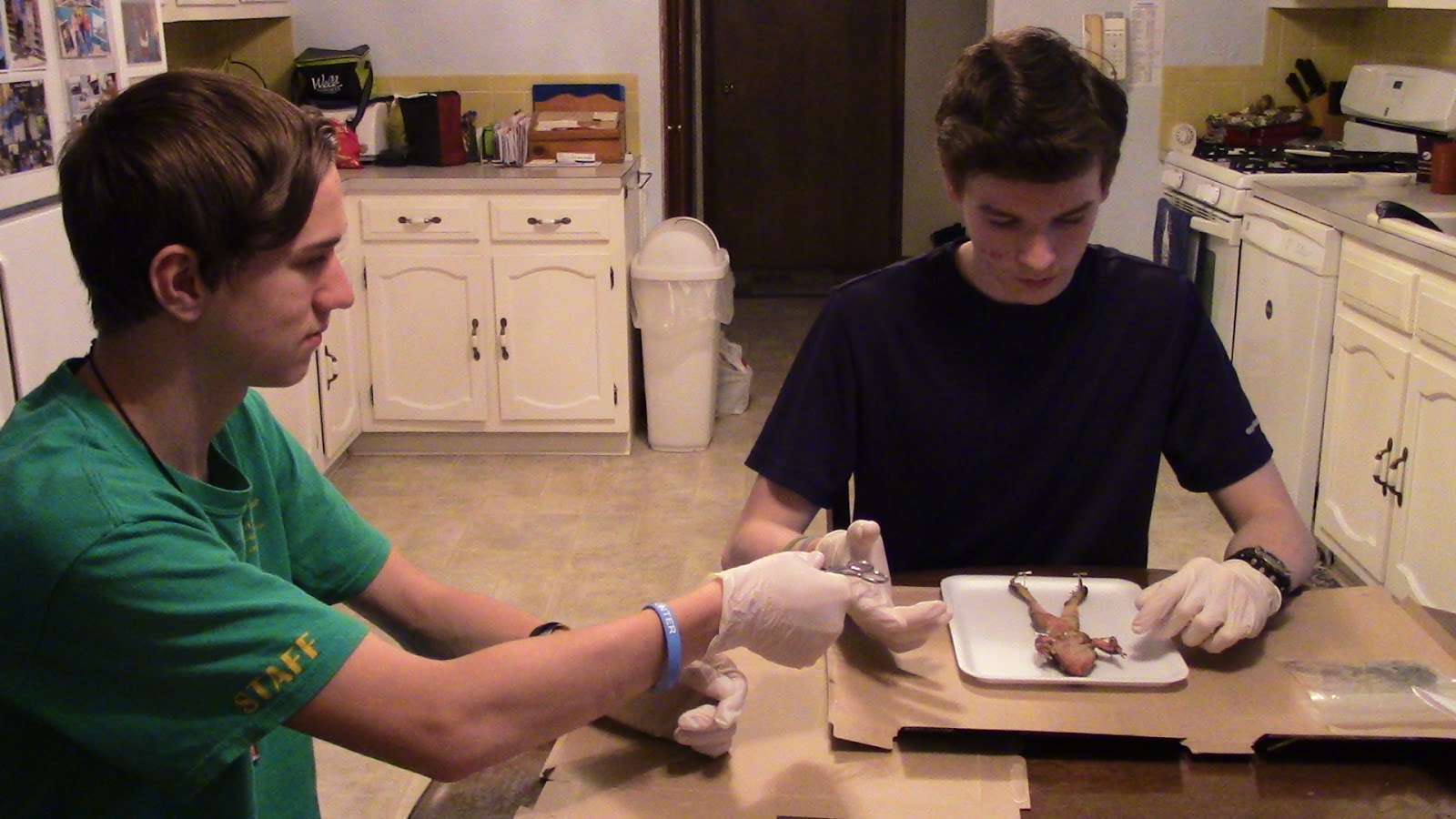 SONset Academy: BIOLOGY 101: Frog Dissection