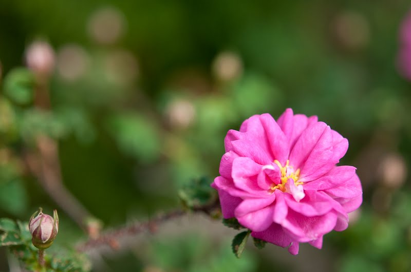 Thorny Issues: Scots Roses