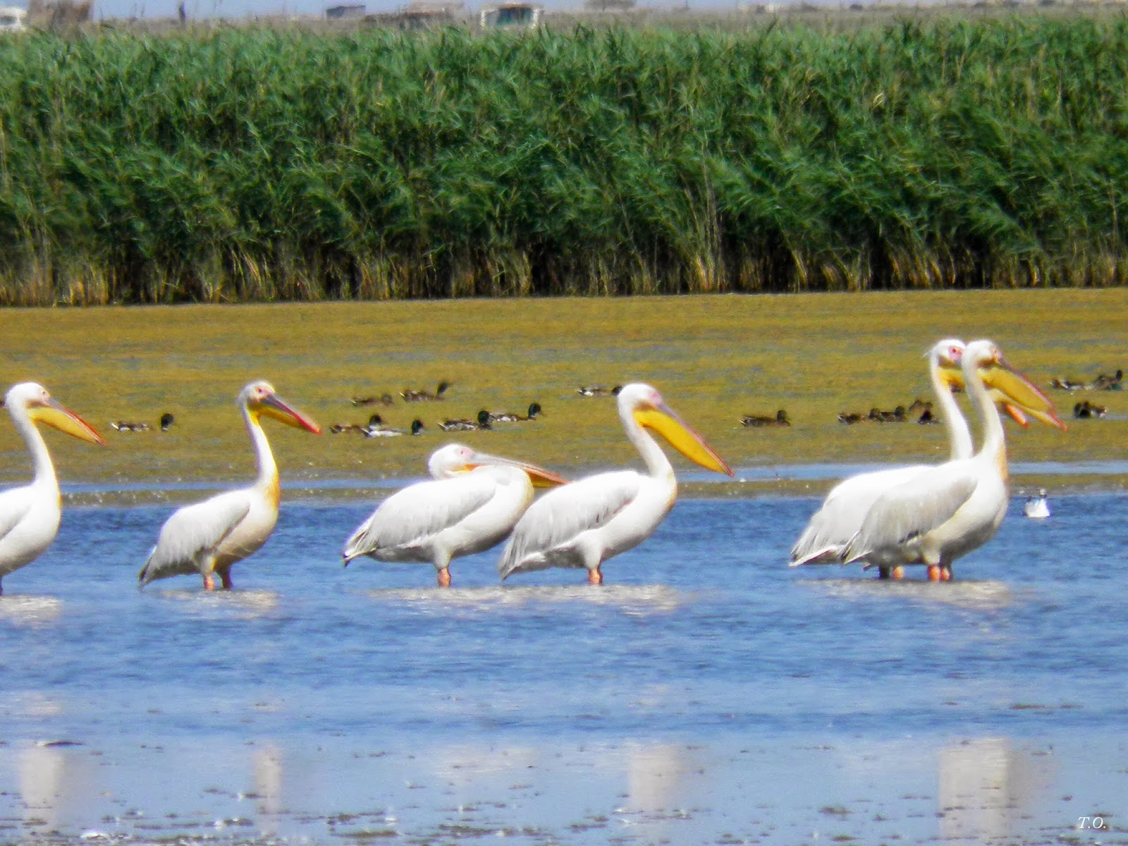 PASARI DIN ROMANIA: PELICAN COMUN (2), Pelecanus onocrotalus