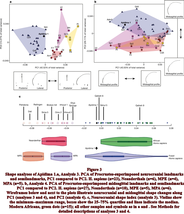Αριστομένης ο Μεσσήνιος: Apidima Cave fossils provide earliest evidence ...