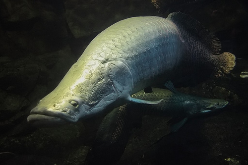 Arapaima | The Life of Animals