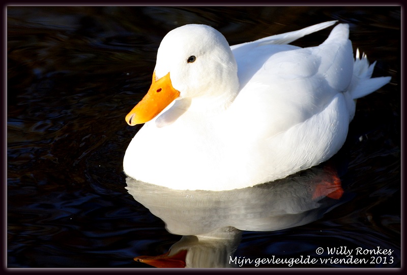 Mijn gevederde vrienden: Tamme eend (witte kwaker)