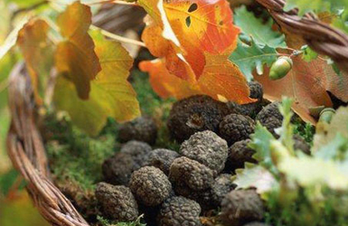 Di Vino à Gula: Trufas do Piemonte