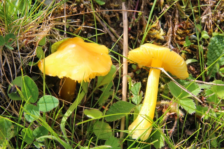 Guía de Setas y Hongos de Navarra.: Grupos Hongos