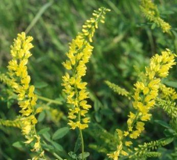 BILJEM DO ZDRAVLJA: KOKOTAC - Melilotus officinalis