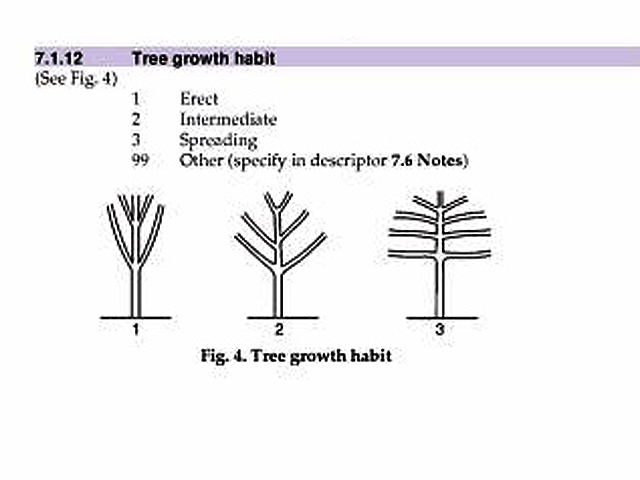 Durian Info: Pruning and Training The Durian
