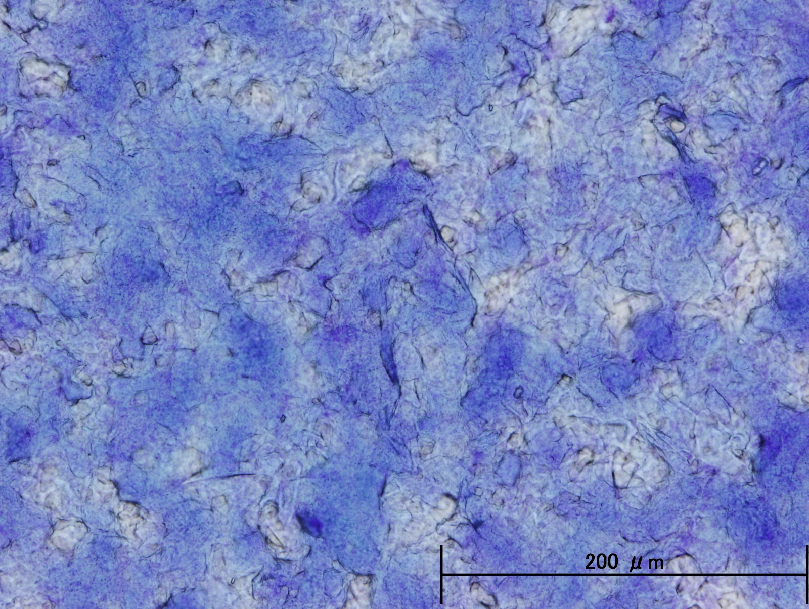 Pramod Dhakal's: Guide for Rat Smear (Diestrus, Proestrus, Estrus and ...