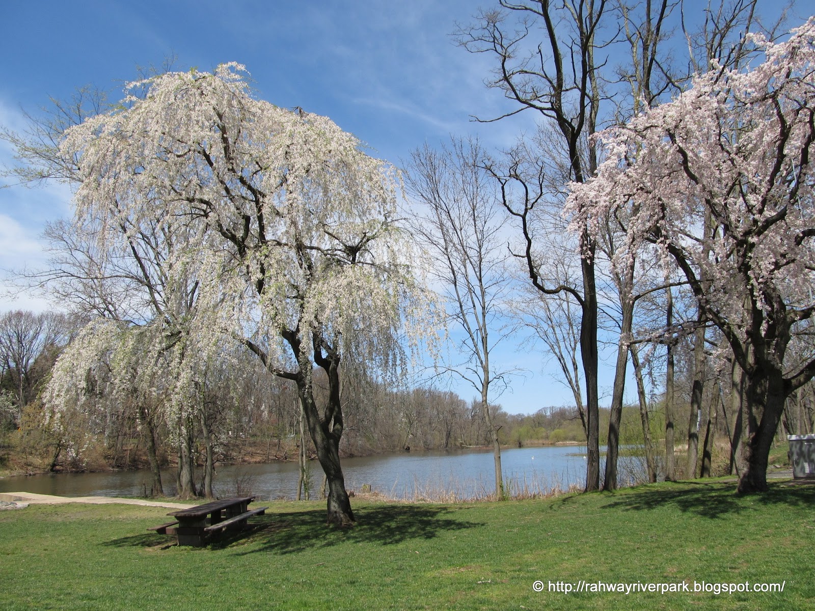 4 seasons in the life of Rahway River Park: Peak Bloom Cherry Trees by ...