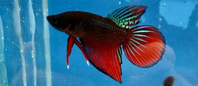 Jenis Jenis Ikan Cupang Hias Dan Aduan Beserta Gambarnya - Cupang Sehat