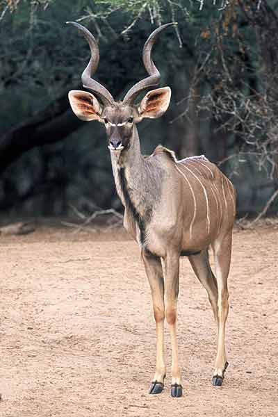 The Kudu Bull or Greater Kudus | The Wildlife