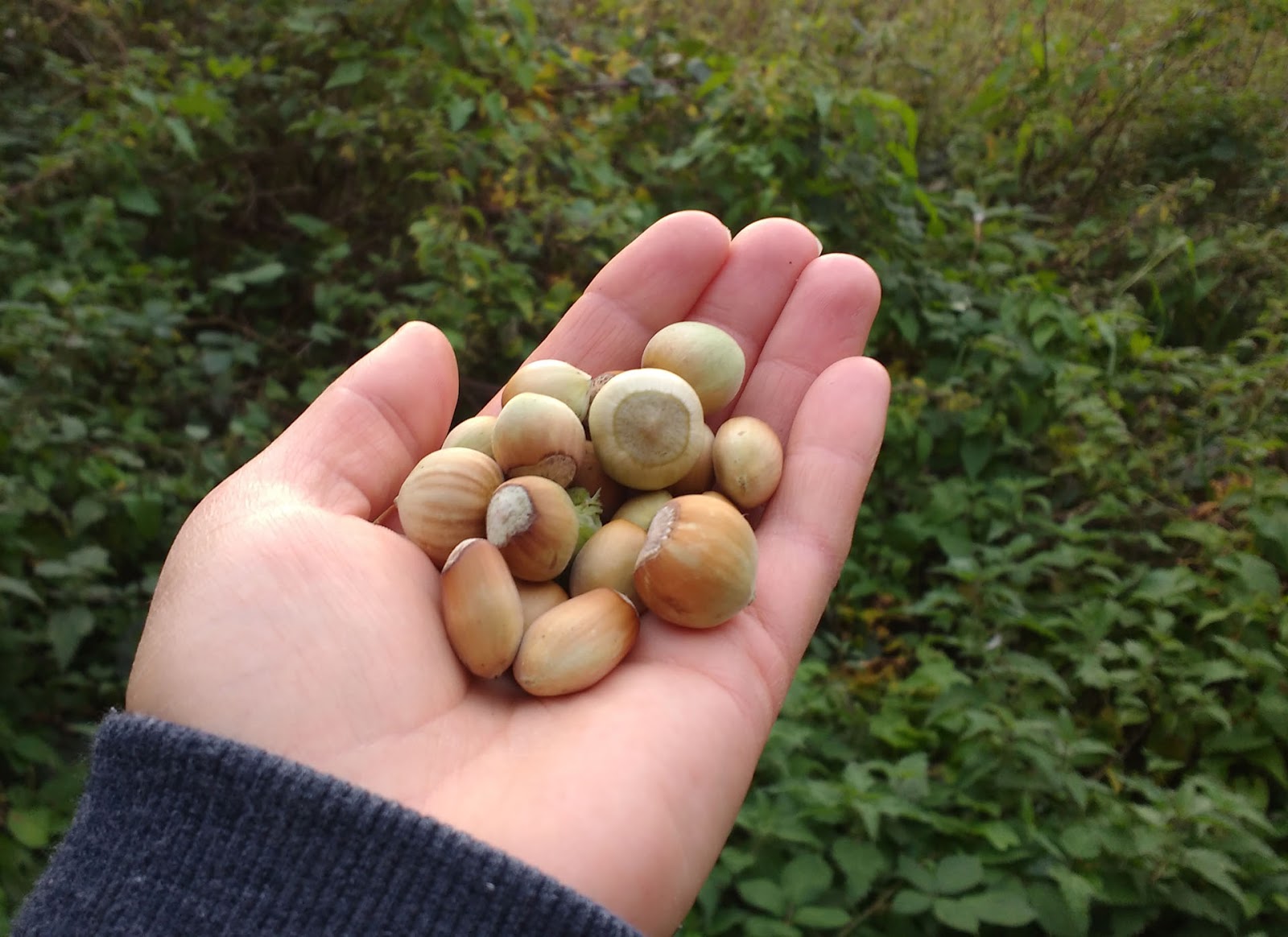 Gathering hazelnuts - Sophie in the Sticks