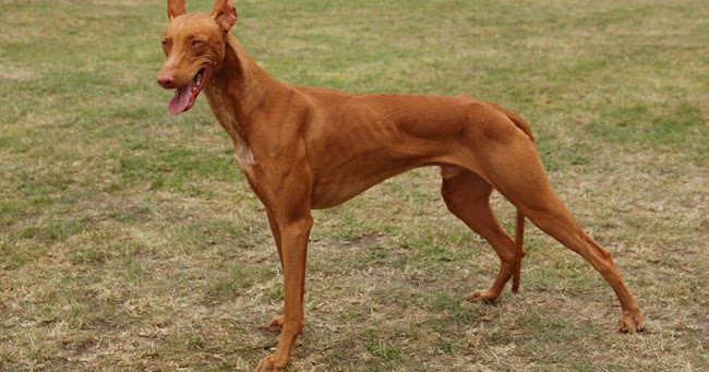 Psy rasy Pharaoh hound | Na psim tropie