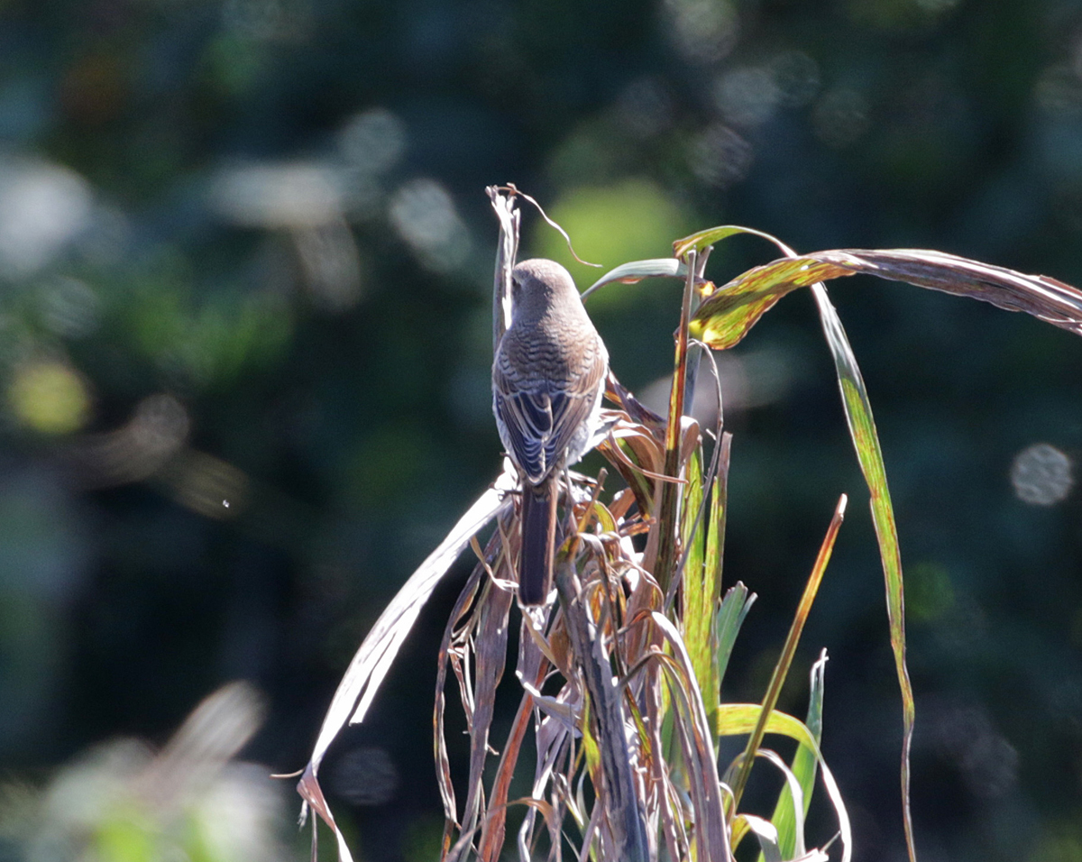 BIRDING - Kyoto, Kansai and Japan: Hegurajima: October 3rd-5th